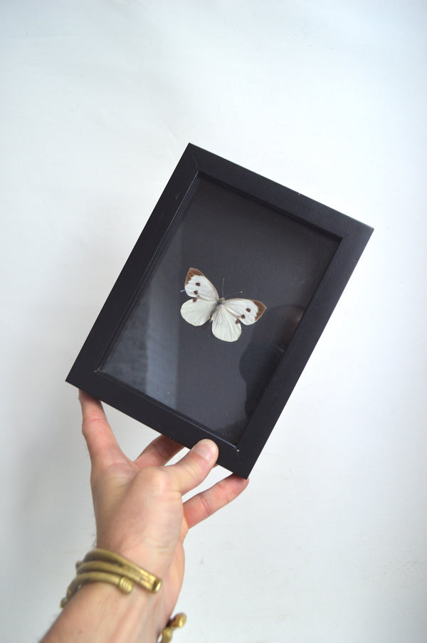 Cadre papillon naturalisé – Noyo créatif