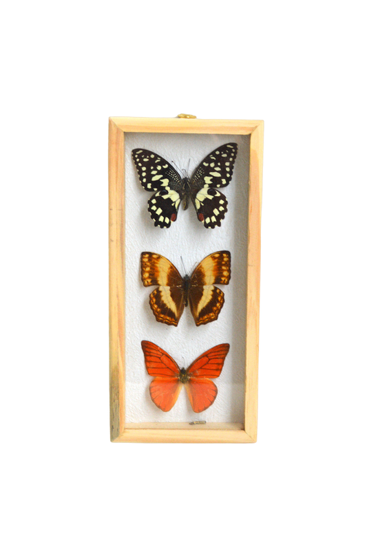Papillons et insectes naturalisés – Noyo créatif