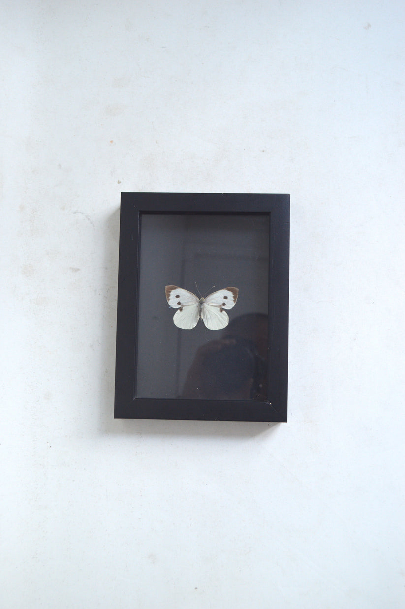Cadre papillon naturalisé – Noyo créatif